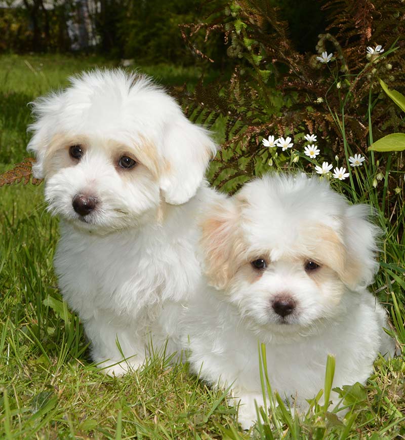 Female Dog Names 2018 Survey Results Top Names For Girl Puppies