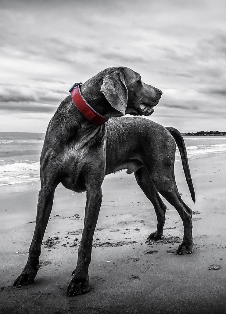 Weimaraner Dog Breed Information Center: A Complete Guide
