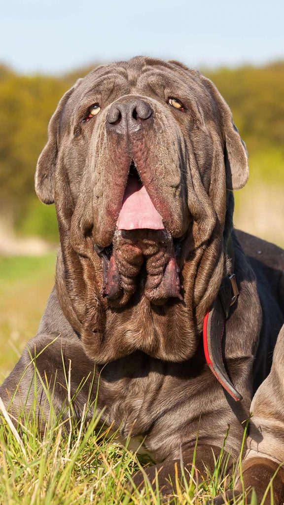 Dog Shape - Exploring The Variety Of Dog Types And Body Shapes