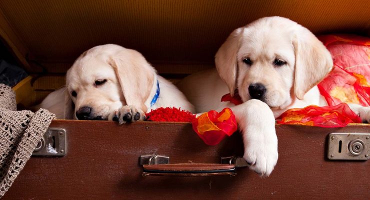 Inbred Dogs: The Facts About Purebred Dogs And Inbreeding