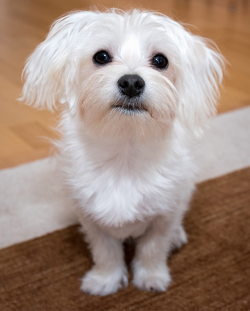 Cute Dog Names Over 200 Adorable Puppy Naming Ideas Cute Dog Names Over 200 Adorable Puppy Naming Ideas