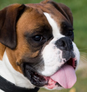 Boxer Dog Breed Information Center: A Complete Guide