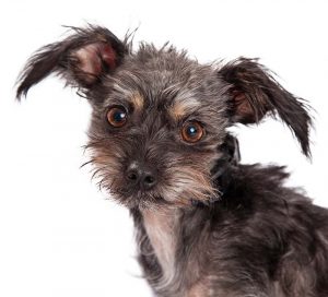 Chihuahua Terrier Mix - What To Expect From This Unusual Mix Breed Dog