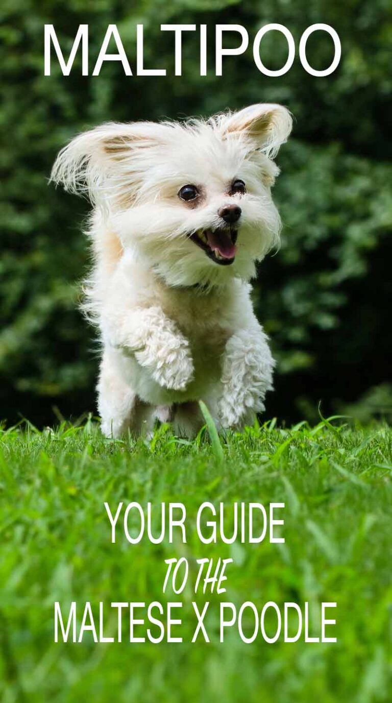 Maltipoo Dog Breed - Your Guide To The Adorable Maltese Poodle Mix