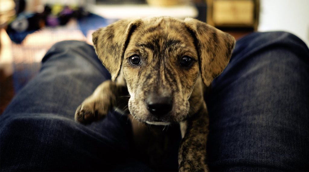 Mountain Cur Dog Breed Information Center - Descubra The Mountain Cur ...