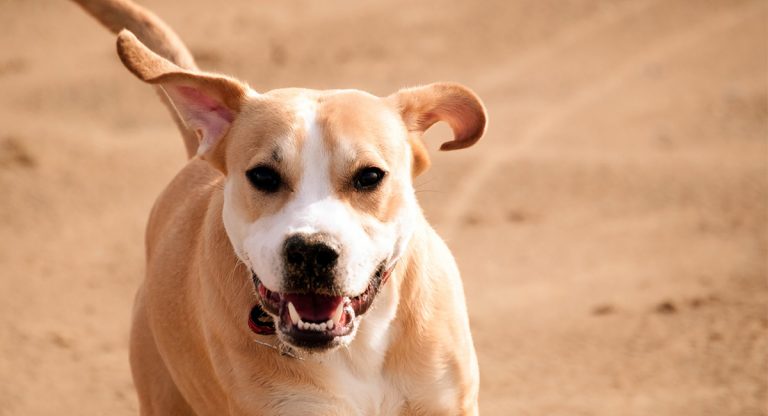 Pitbull Lab Mix - A Complete Guide To The Bullador