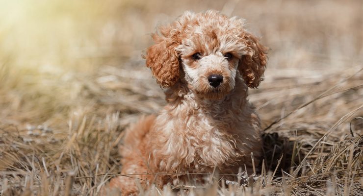 Toy Poodle - All About The World's Cutest, Curliest Dog Breed
