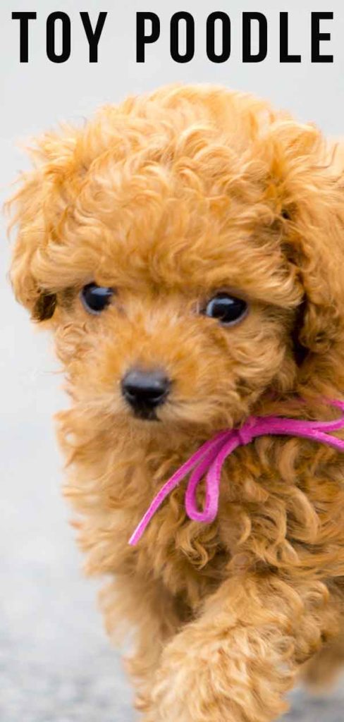 Toy Poodle - All About The World's Cutest, Curliest Dog Breed