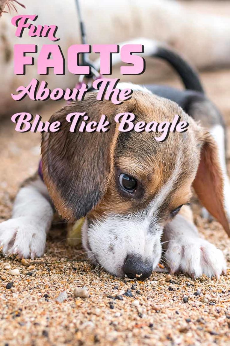 Blue Tick Beagles - 30 Fantastic Fun Facts