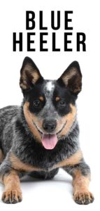 Blue Heeler Breed Information - A Guide To The Australian Cattle Dog