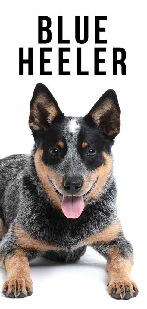 Blue Heeler Breed Information - A Guide To The Australian Cattle Dog