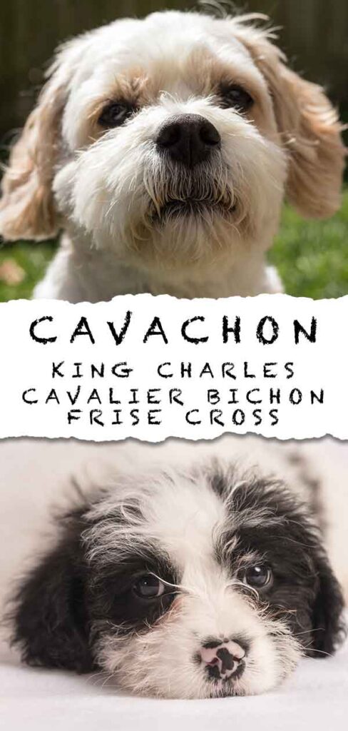 Cavachon Dog - The Cavalier Bichon Mix Breed Information Center