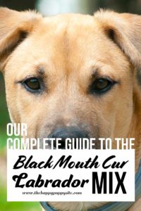 Black Mouth Cur Lab Mix - Check Out Our Complete Guide Here