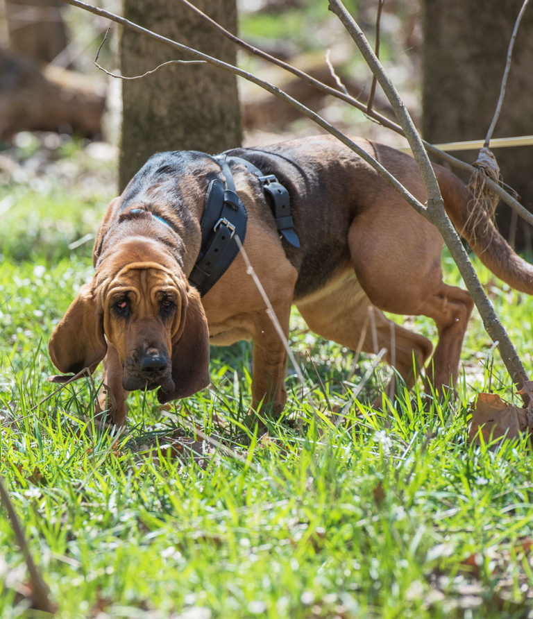 Bloodhound Dog Breed Center - Getting To Know Their Pros and Cons
