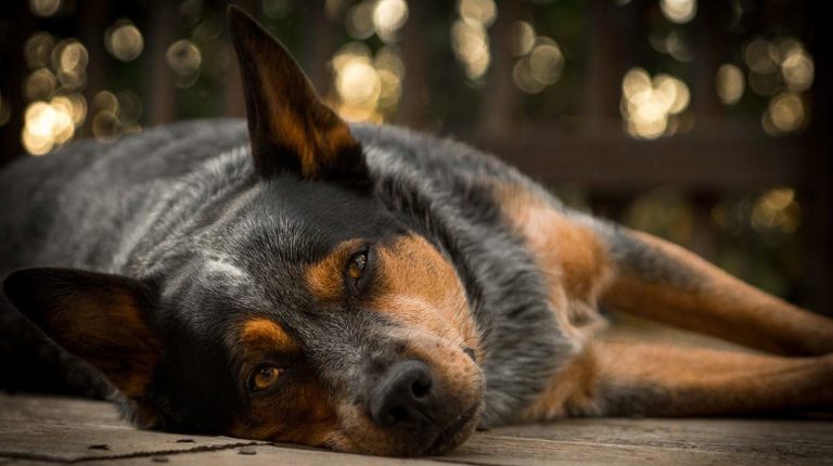 Blue Heeler Breed Information - A Guide To The Australian Cattle Dog