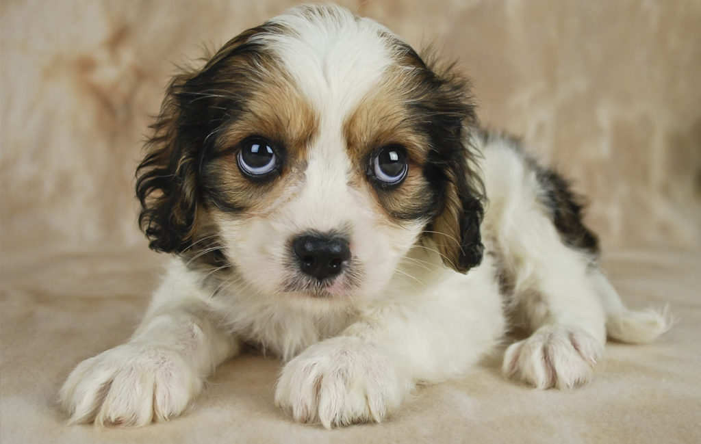 Cavachon Dog - The Cavalier Bichon Mix Breed Information Center