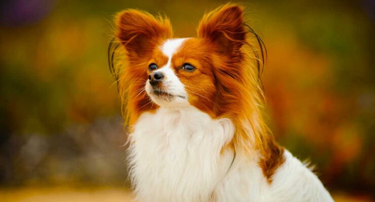 Centro de Información del Perro Papillon - Una Guía Completa de una ...