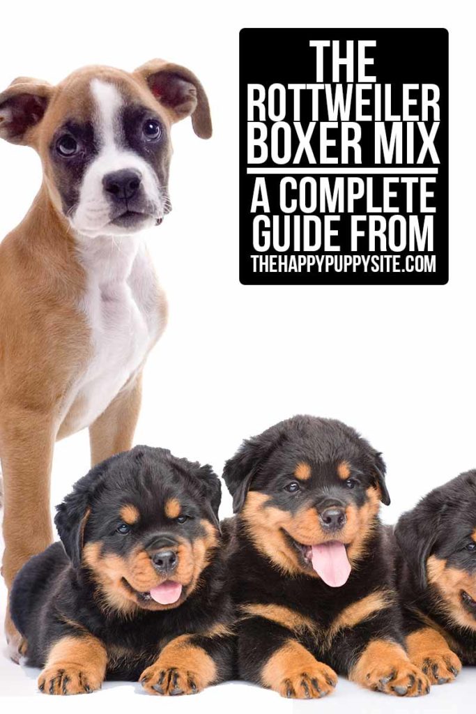 Rottweiler Boxer Mix - Your Guide To The Boxweiler