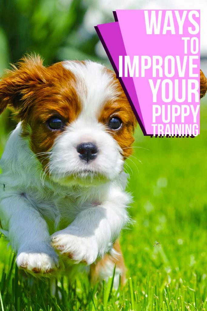 Puppy Training Stages: Ages and Stages in Your Pup's Development