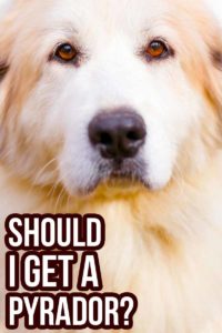 Pyrador Breed - Guide To Life With A Great Pyrenees Lab Mix