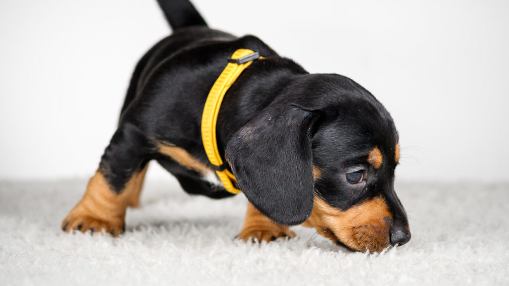 Choosing The Best Puppy Collars For Different Breeds And Sizes