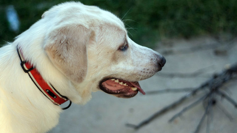 Pyrador Breed - Guide To Life With A Great Pyrenees Lab Mix