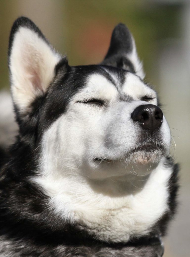 The Siberian Husky Dog Breed Information Center