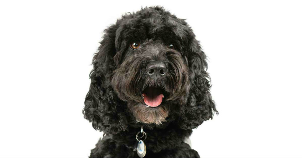 Cockapoo Training: An Expert Guide To Getting To Grips With The Basics