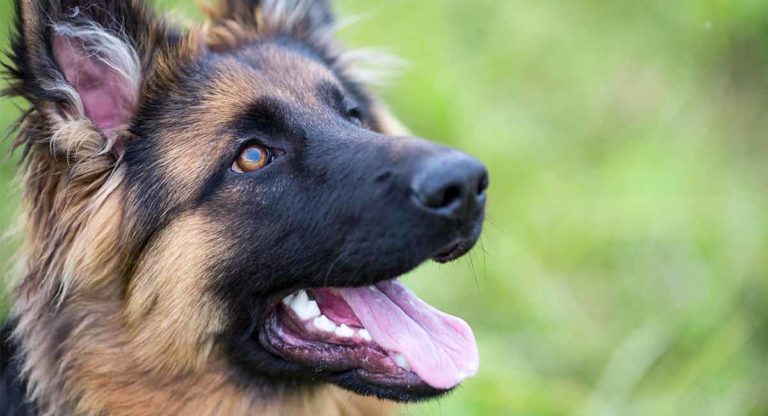 German Shepherd Training – Keeping Clever Dogs Entertained