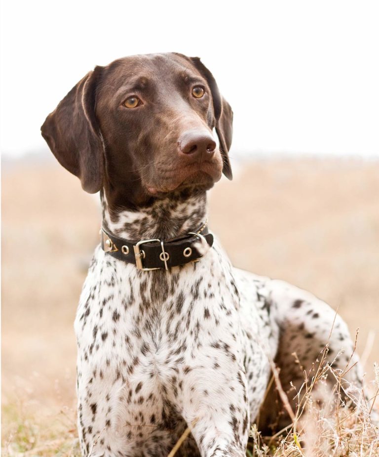 German Shorthaired Pointer Breed Information Center: A GSP Dog Guide