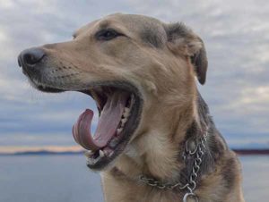 German Shepherd Mix: 25 Popular And 6 Rare Breeds