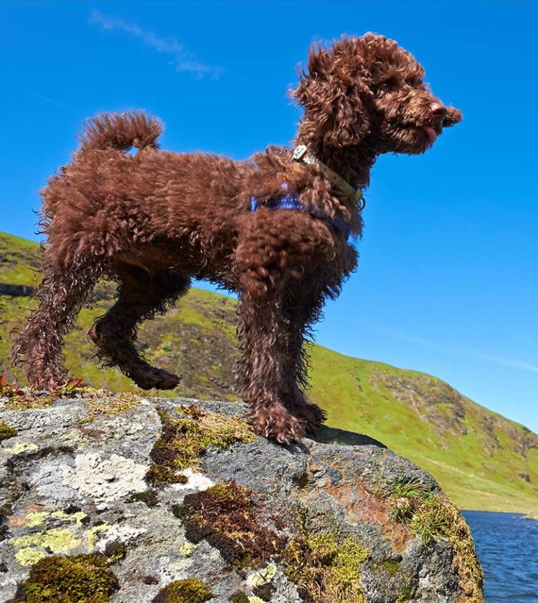 Miniature Poodle Dog Breed Traits, Care and Personality