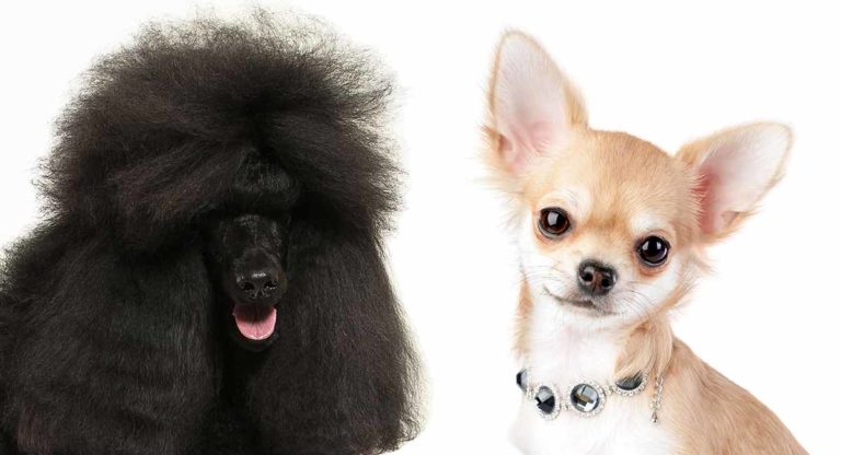 Small Poodle Mixes - 22 Adorable, Curly Poodle Mix Dogs