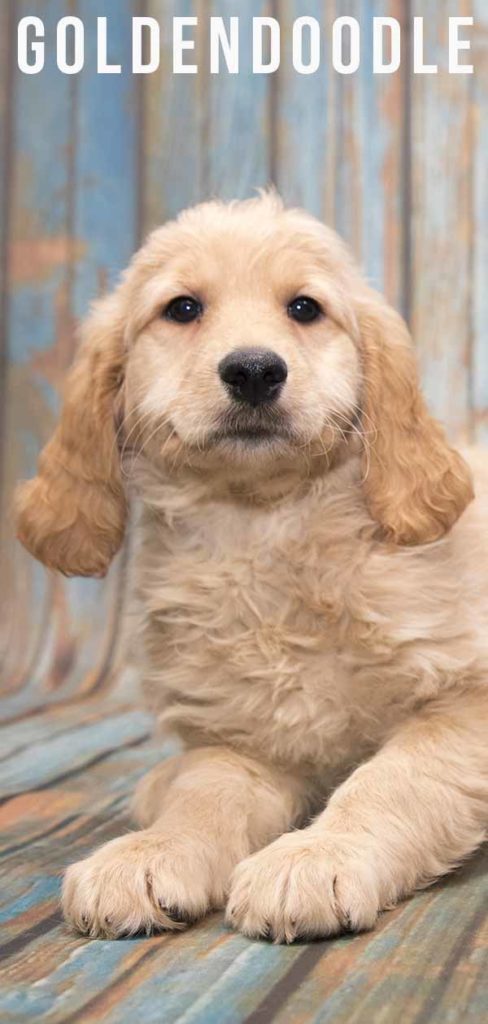 Goldendoodle: Golden Retriever puddel Blandet Race | Adam Faliq