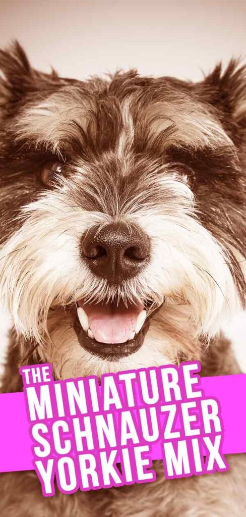Snorkie - Is the Miniature Schnauzer Yorkie Mix Right For You?