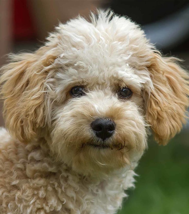 Full Grown Cavapoo Adult Size, Weight and Height