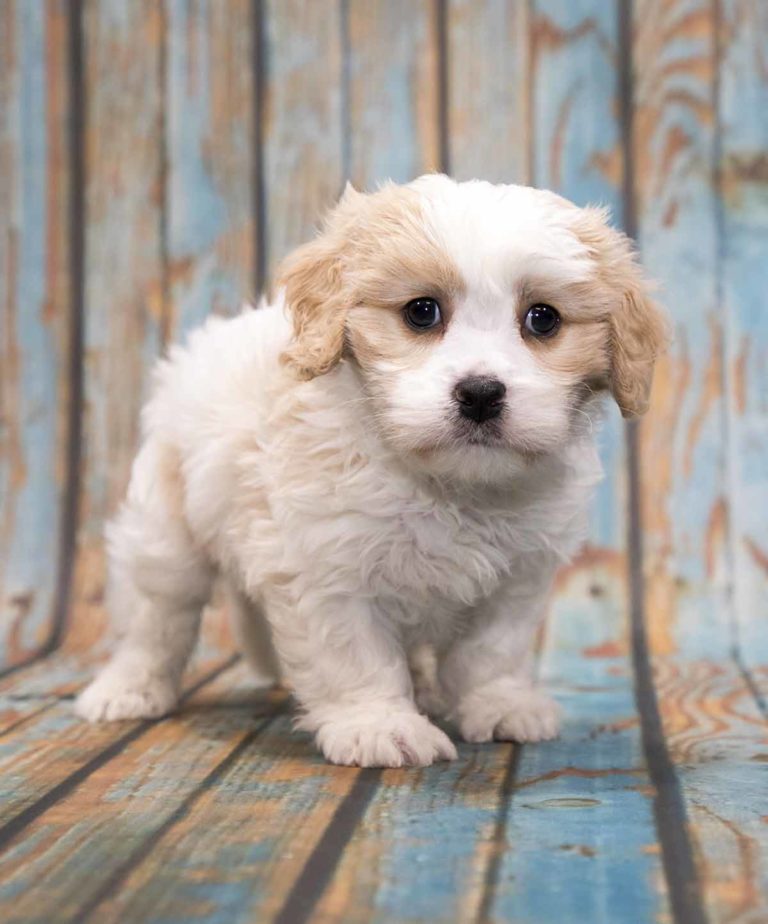 Cavapoo versus Cockapoo: Key Similarities and Differences