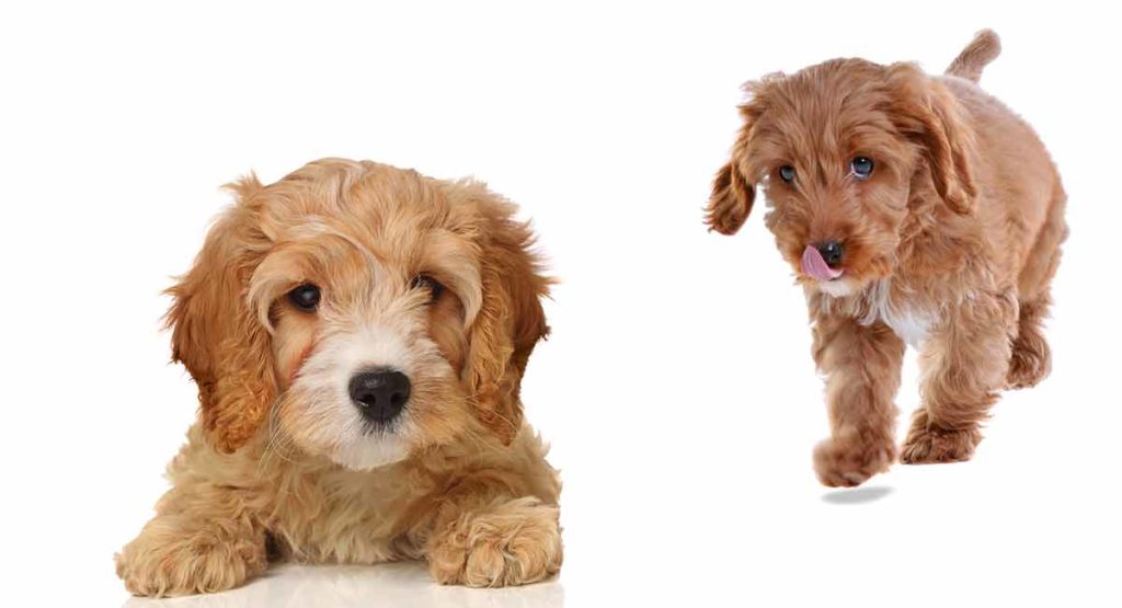 Cavapoo versus Cockapoo: Key Similarities and Differences