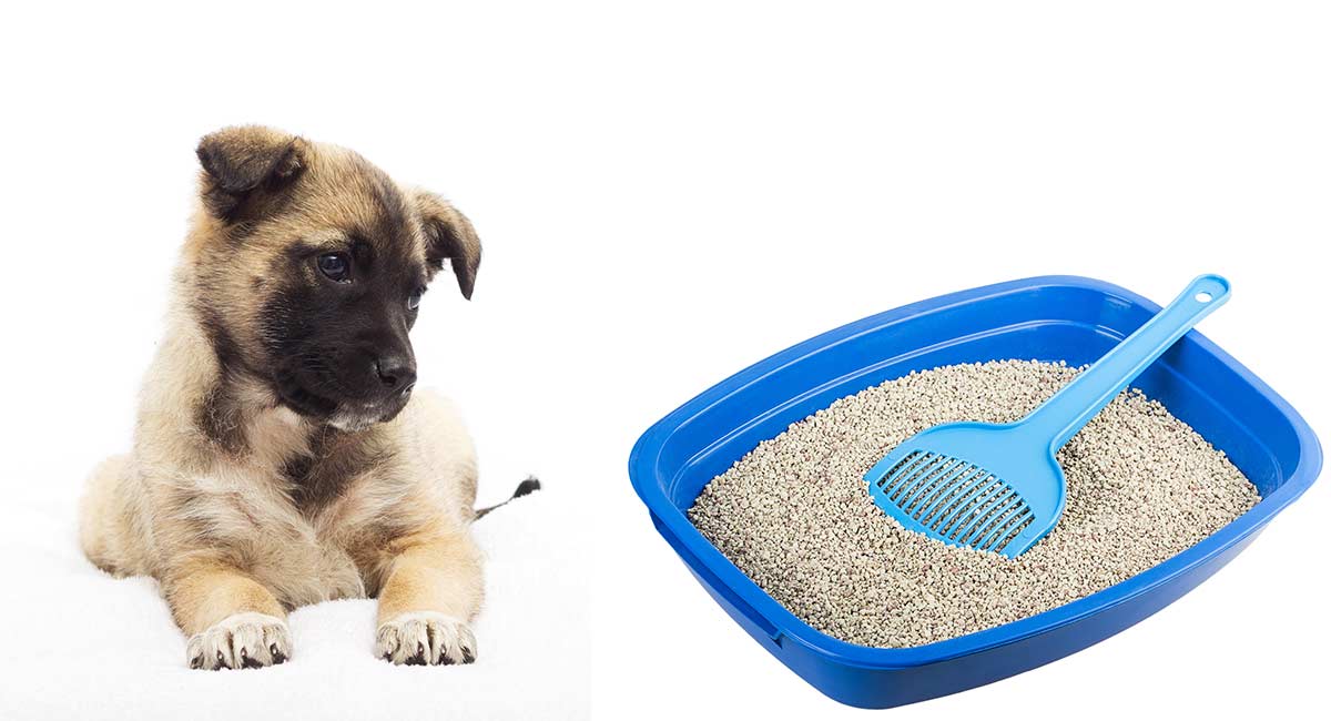 Dog Litter Box Does Your Pup Need One Will Your Dog Use One 