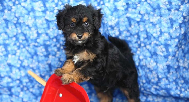 Mini Doodle Dogs - The Smallest Poodle Mixed Pets