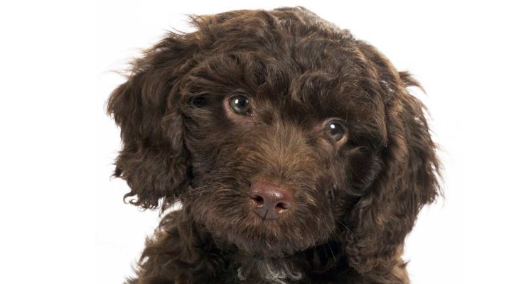 Mini Doodle Dogs - The Smallest Poodle Mixed Pets