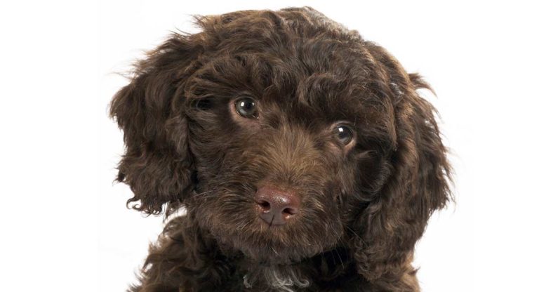 Mini Doodle Dogs - The Smallest Poodle Mixed Pets
