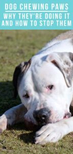 Dog Chewing Paws: Why Dogs Chew Their Paws And How To Stop Them