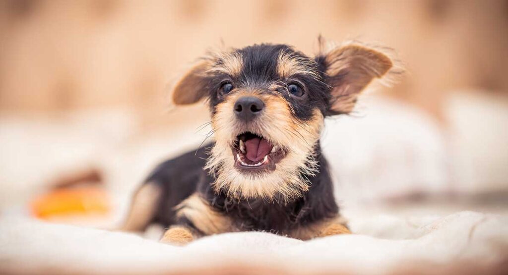 Centro de información para perros Dorkie: la raza Dachshund Yorkie Mix ...