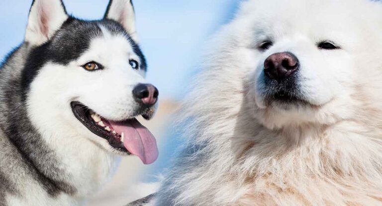 Huskimo kutya-a szibériai Husky és az Amerikai Eszkimó keverék fajta ...