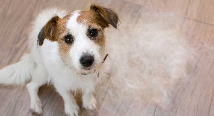 Dog Losing Hair - A Vet’s Guide To Alopecia In Dogs