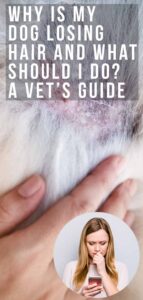 Dog Losing Hair - A Vet’s Guide To Alopecia In Dogs