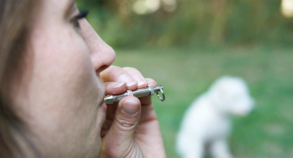 Best Dog Whistles - How They Work And What To Look For