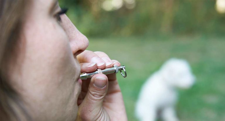 Best Dog Whistles - How They Work And What To Look For
