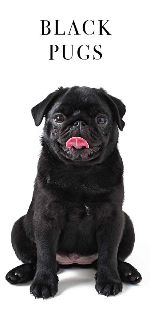 Pug negro Datos fascinantes e información importante | Tomas Rosprim